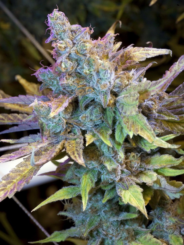 Купить семена Hash Plant - семена марихуаны Grower Syndicate