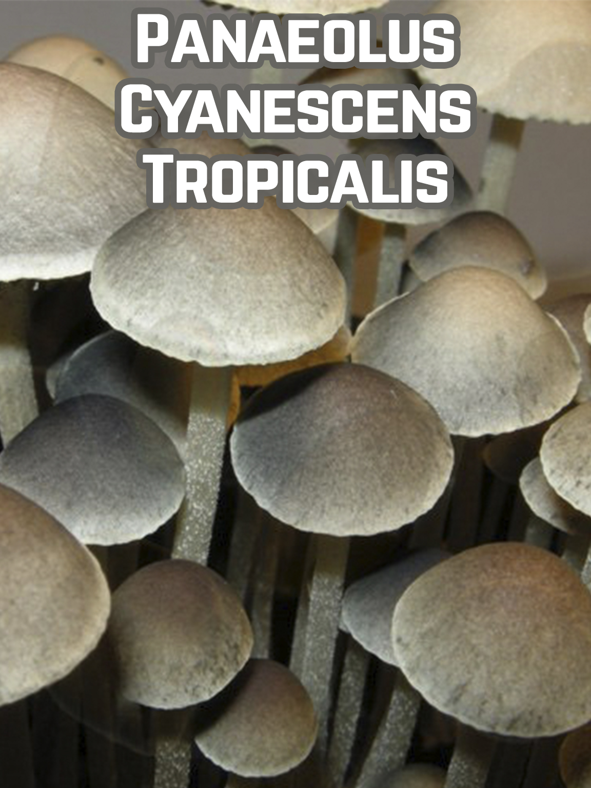 Panaeolus Cyanescens Cambodia